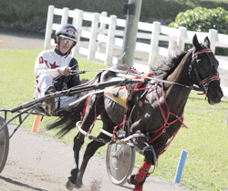 Tuesday's Harness Pony Racing Results - Bernews