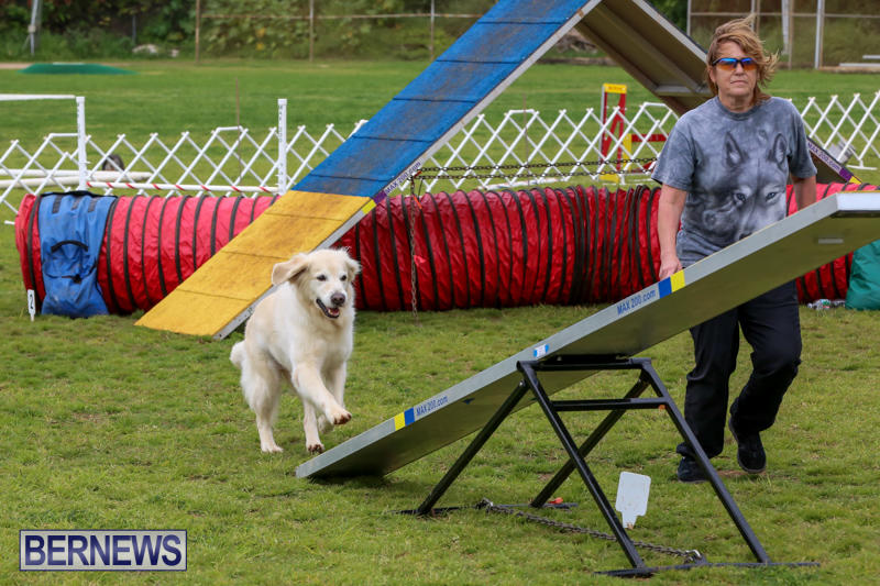 Photos Video Dog Association Agility Show Bernews Photos Video Dog Association Agility Show Bernews