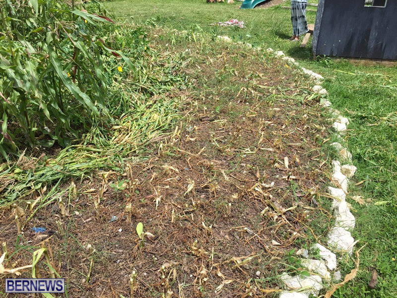 Thieves Strike Non-Profit's Garden Over Holiday - Bernews