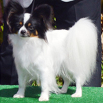 Bermuda Dog Shows To Be Held This Weekend - Bernews