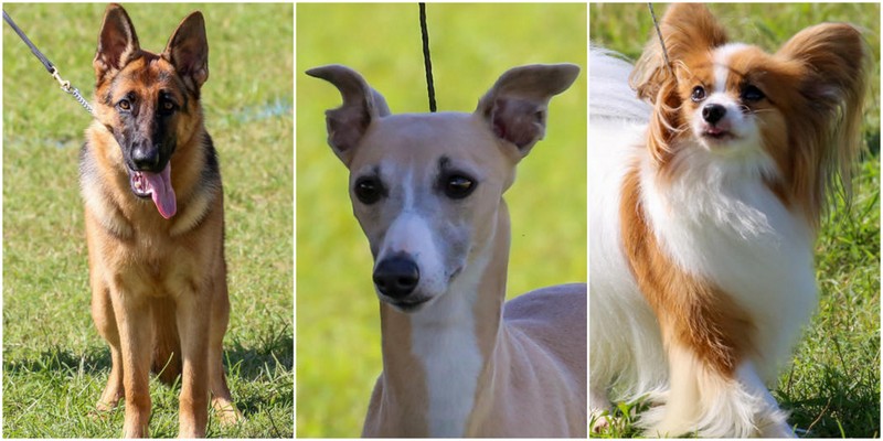 Photos & Video: BKC Holds Bermuda Dog Show - Bernews