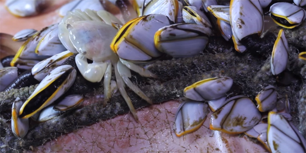 Video: Crabs Travel 3,000 Miles From Bermuda - Bernews
