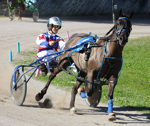Harness Pony Racing Boxing Day Results - Bernews