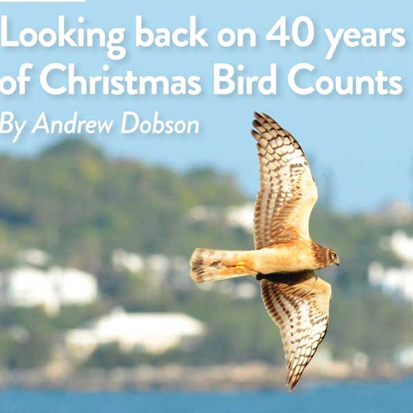Looking At 40 Years Of Christmas Bird Counts - Bernews