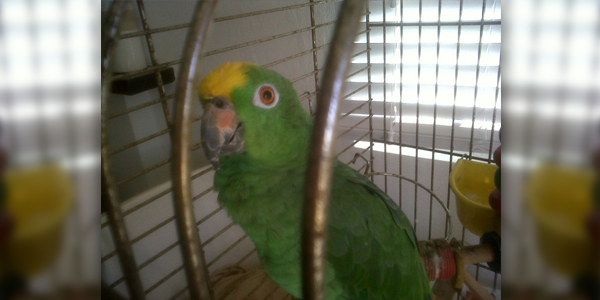 Missing Parrot "Benny" Has Been Found - Bernews