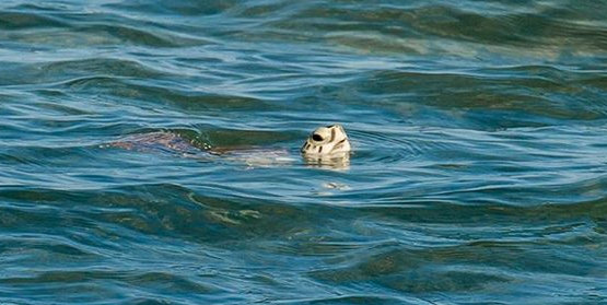 'Turtles Dying As A Result Of Human Activities' - Bernews