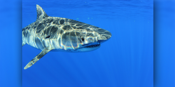 Ocean Tech Marine Project To Help Save Oceans - Bernews