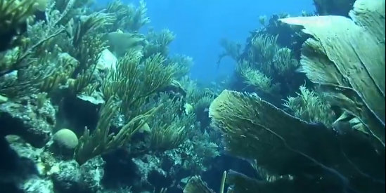 Video: Coral Gardening At Bermuda's Reefs - Bernews