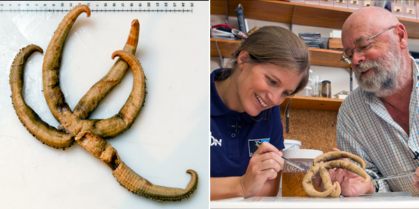 Rare Starfish Identified For First Time Since 1922 - Bernews