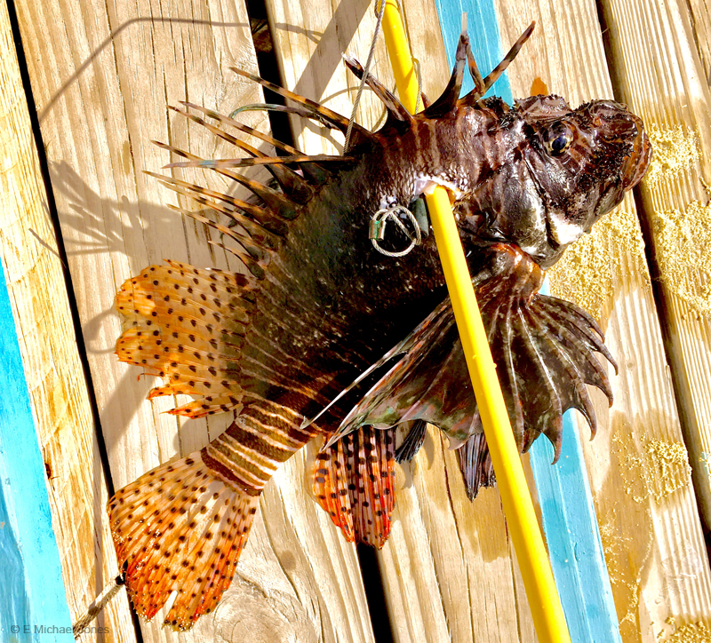 Heatwave Lionfish Tournament On August 18 - Bernews