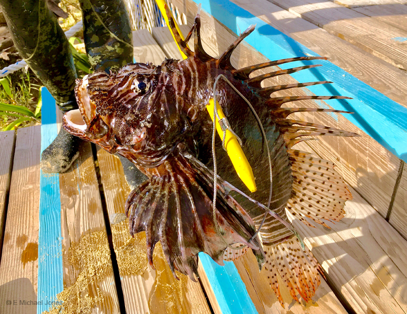 BLTF Provide $10,000 For Atlantic Lionshare - Bernews