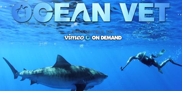 Ten Videos: Trailers Of Ocean Vet TV Series - Bernews