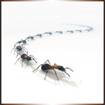 Ants Engaged In "Epic Battle" In Bermuda - Bernews