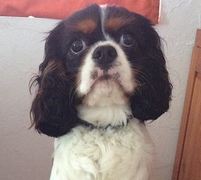 Can You Help? Information On Missing Dog - Bernews