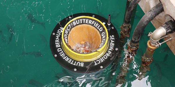 Seabins Installed At Hamilton Princess Marina - Bernews