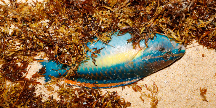 DENR: Fish Die Off Likely Caused By Parasite - Bernews