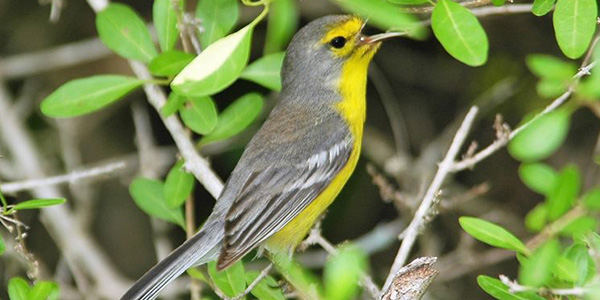 "Thousands Of Birds Must Have Perished" - Bernews