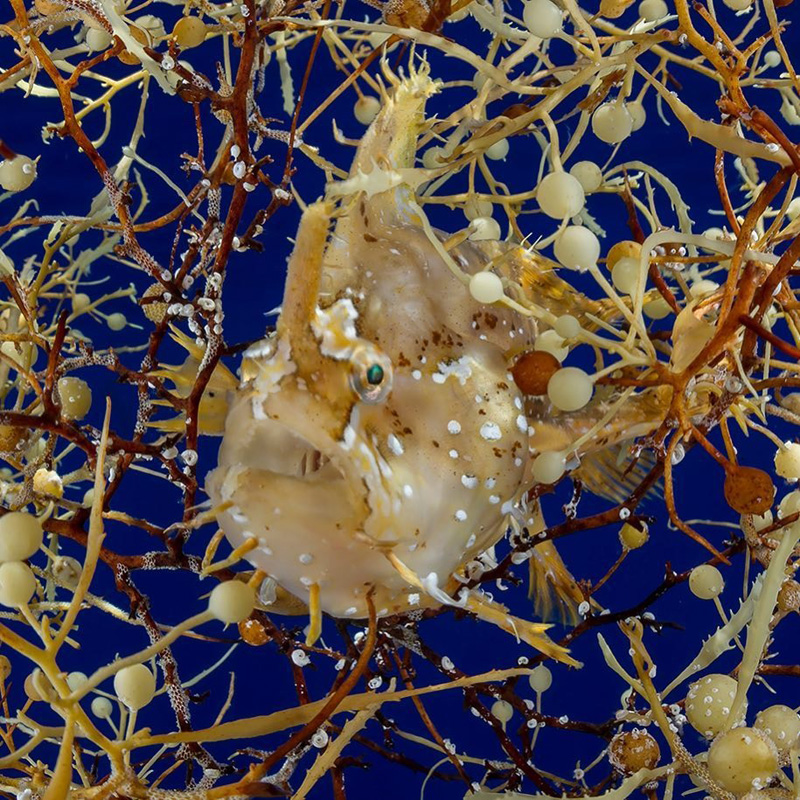 'Camouflaged Frogfish Hides From Predators' - Bernews