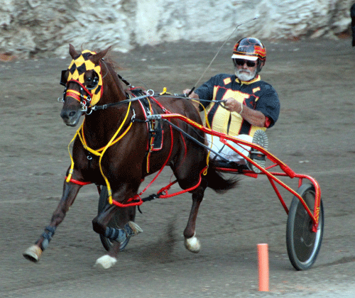 Results: Harness Pony Racing Season - Bernews