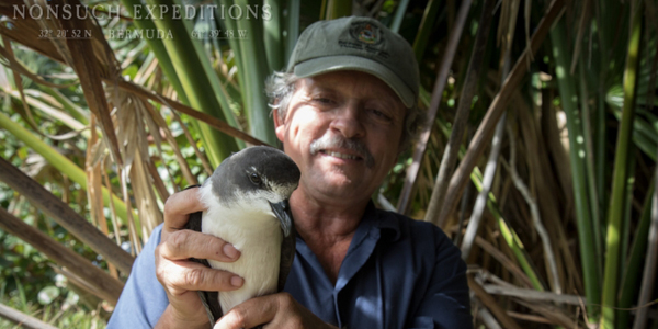 "Great Start" To 2018 Cahow Nesting Season - Bernews