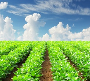 Minister David Burch On Farming In Bermuda - Bernews