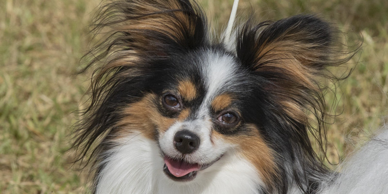 Photos/Video: Bermuda International Dog Show - Bernews