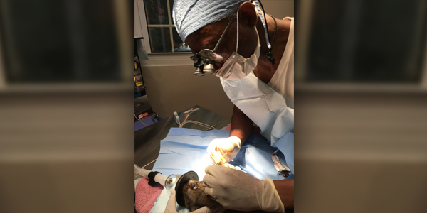 Dr. Teye-Botchway Operates On Wallaby's Eye - Bernews