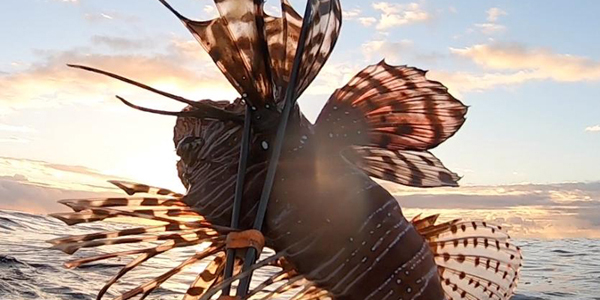 Photos: 849 Lionfish Caught In Winter Derby - Bernews