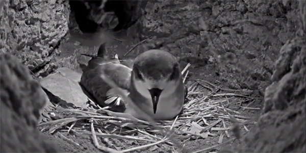 National Geographic Spotlights Bermuda Cahow - Bernews