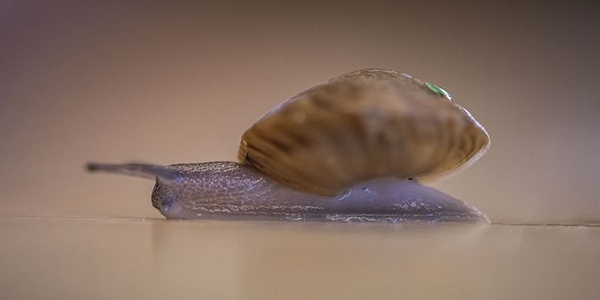 The Snail That 'Came Back From The Dead' - Bernews