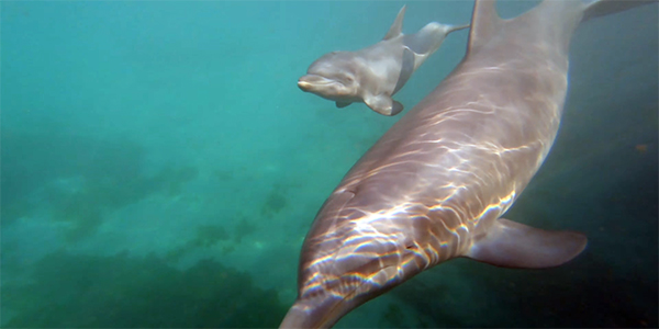 Video: Dolphin Born At Dolphin Quest Bermuda - Bernews