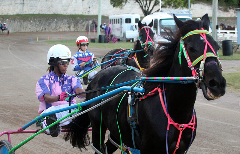 Photos: Harness Pony Racing Season Underway - Bernews