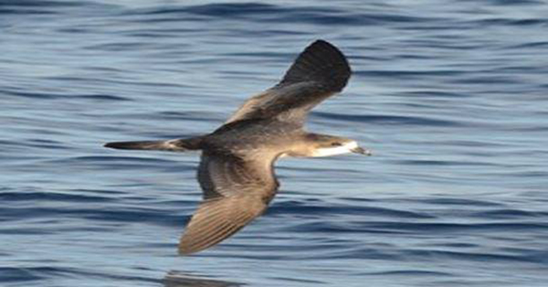 Column: Rediscovery Of The Bermuda Cahow - Bernews