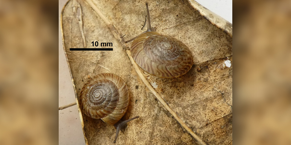 Oryx Features Greater Bermuda Land Snail - Bernews