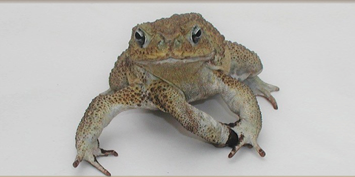"How Pollution Is Affecting Bermuda’s Wildlife" - Bernews