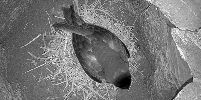 Video: Year's First Cahow Chick Hatches - Bernews