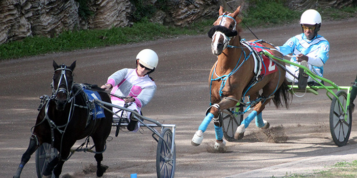 Video & Results: Bermuda Harness Pony Racing - Bernews