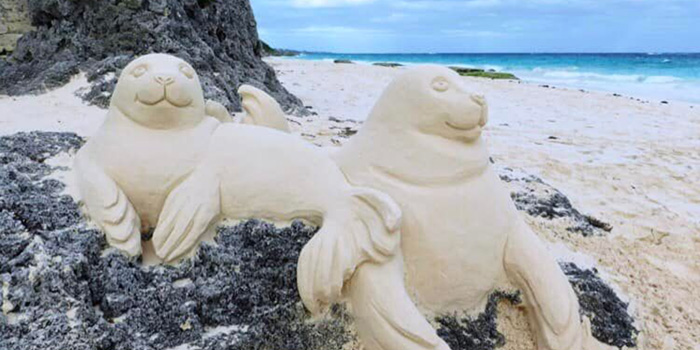 Sand Seals 'Rooting For' Rescued Seal - Bernews