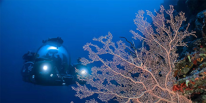 Column: Deep Sea Reefs Must Be Conserved - Bernews