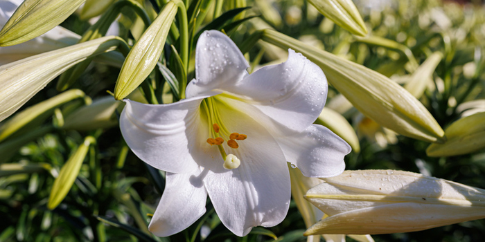 Photos, Video & 360: Easter Lilies At Farm - Bernews