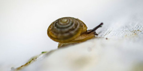 CNN: "3,000 Snails Travel 3,000 Miles" - Bernews