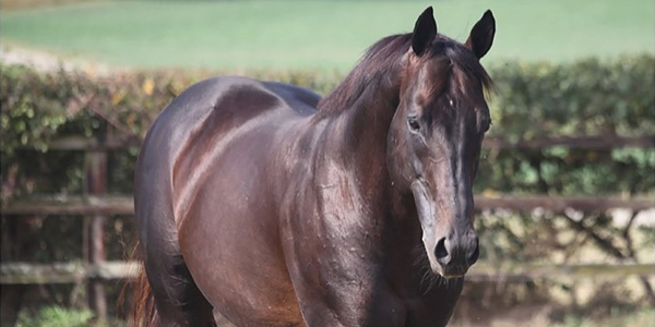 Race Horse Johnny Barnes Dies Aged 11 - Bernews