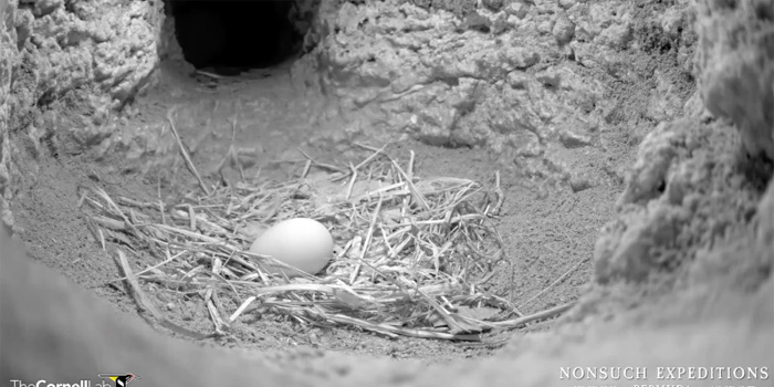 Update On 2024 Cahow Breeding Season - Bernews