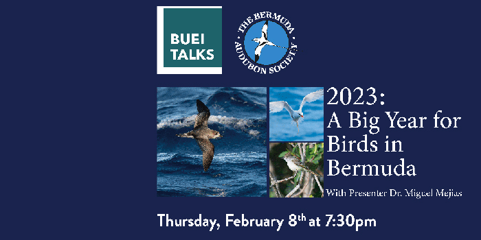 BUEI Talks: 'A Big Year For Birds In Bermuda' - Bernews