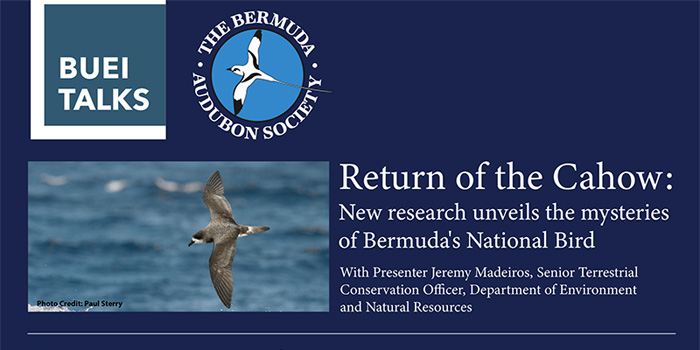BUEI & Audubon Society To Host Cahow Lecture - Bernews