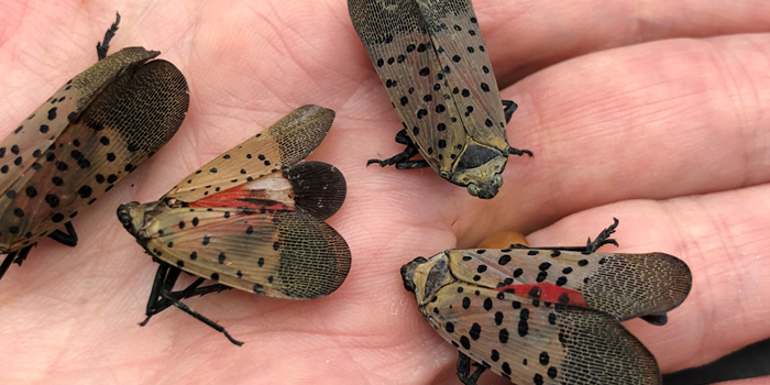 DENR Responds To Spotted Lanternfly - Bernews