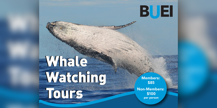 BUEI’s Seasonal Whale Watching Tours - Bernews