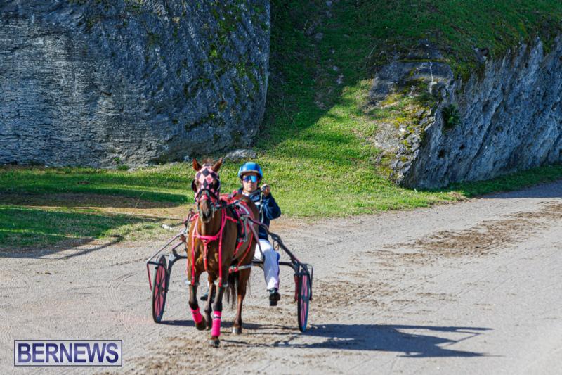 Photos & Video: Harness Racing On Boxing Day - Bernews