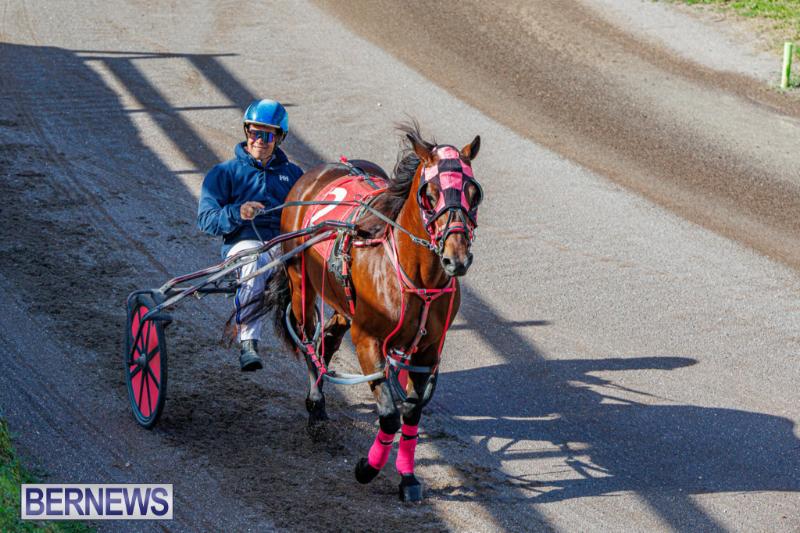 Photos & Video: Harness Racing On Boxing Day - Bernews