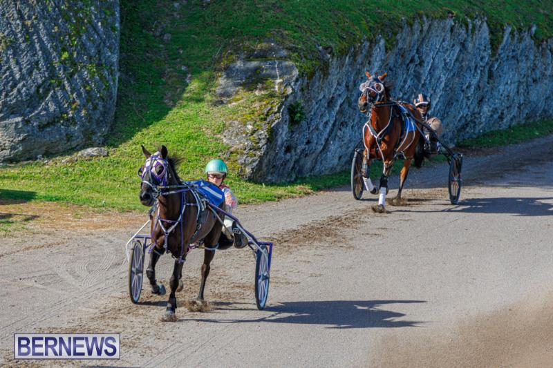 Photos & Video: Harness Racing On Boxing Day - Bernews